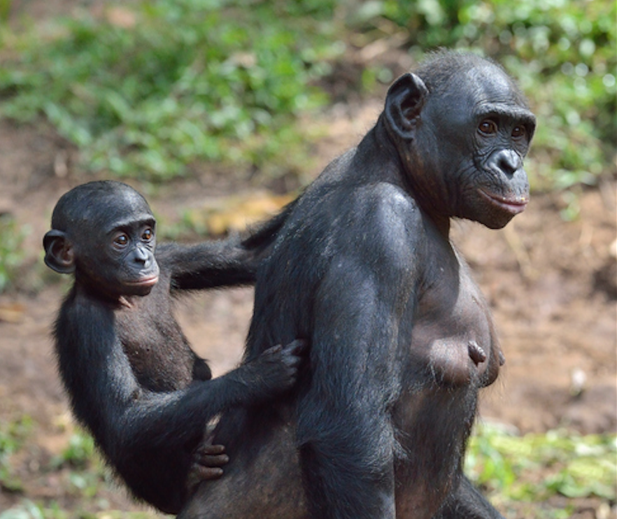 Bonobos May Resemble Humans More Than You Think | GW Today | The George ...